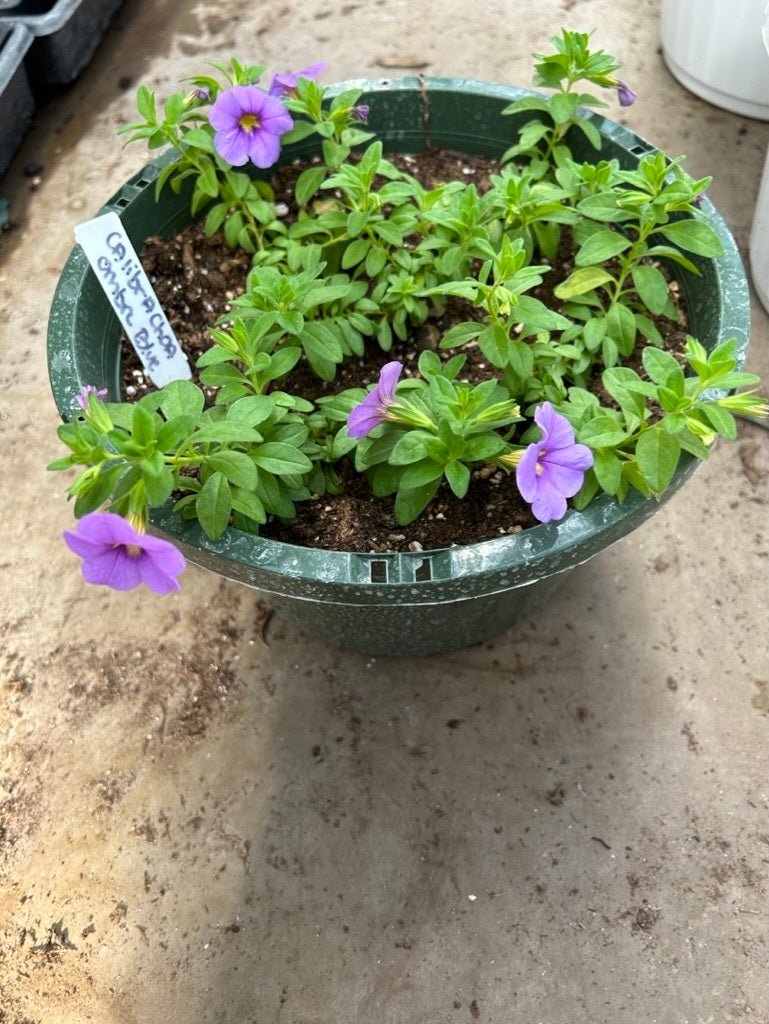 Calibrachoa Ombre Blue | Red Bud FFA Greenhouse